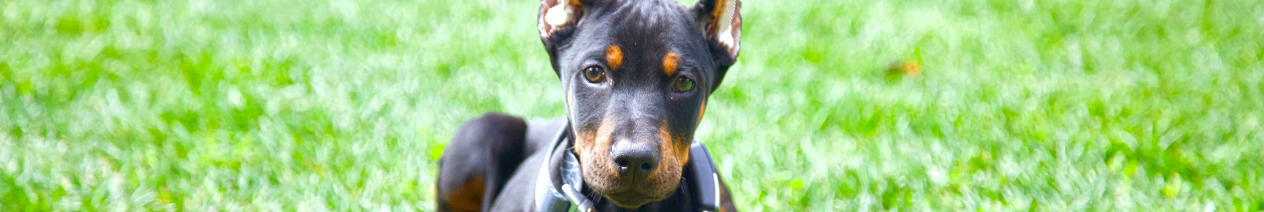 European Doberman Growth Charts - Updated Weekly - ATLAS' Den