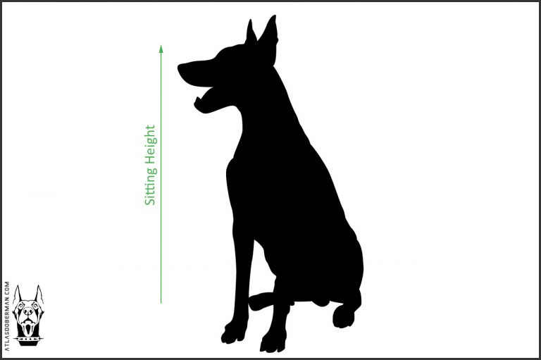 European Doberman Growth Chart – ATLAS' Den