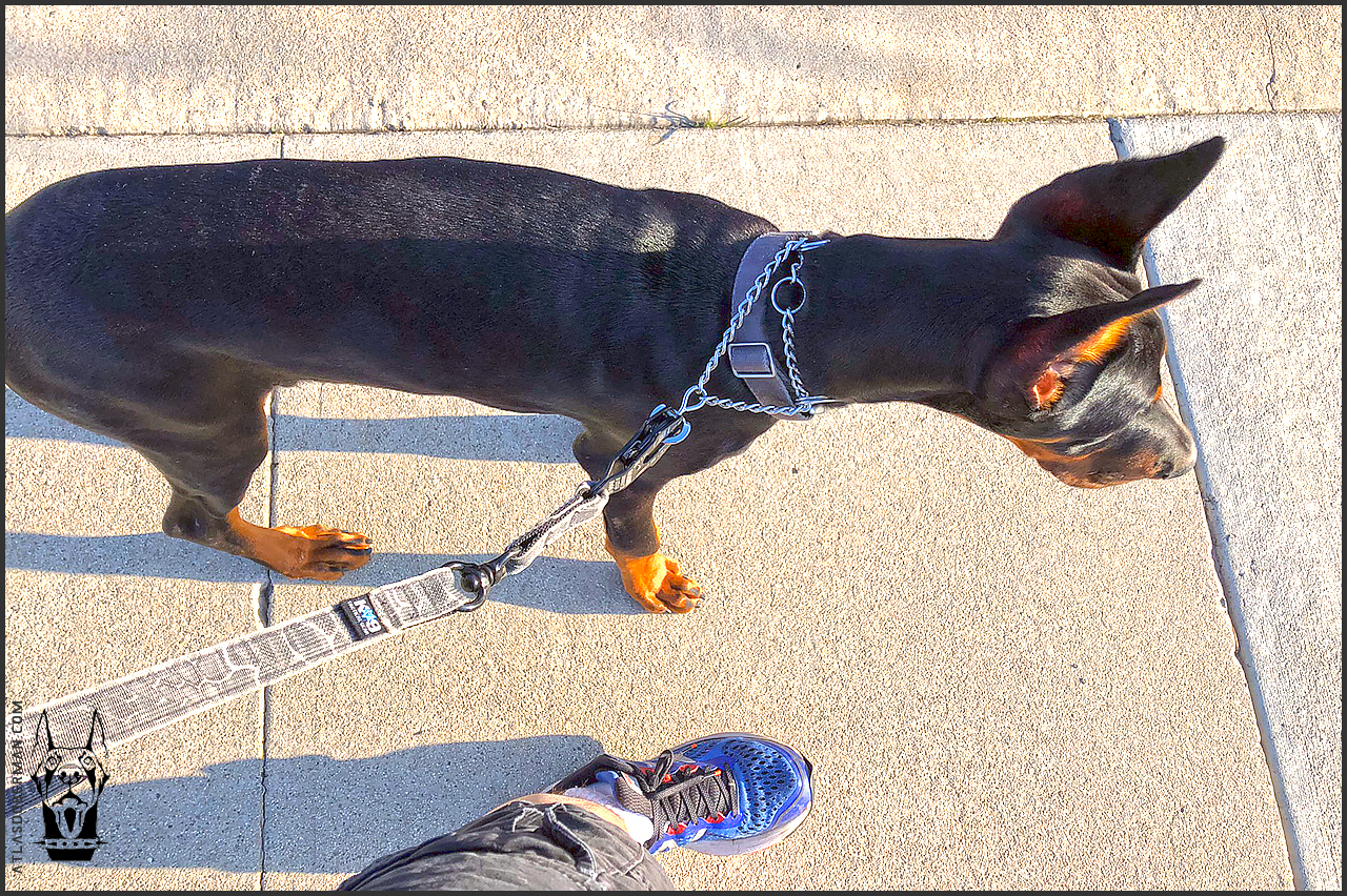 Taking Our Doberman Puppy Out on His First Walk - ATLAS' Den