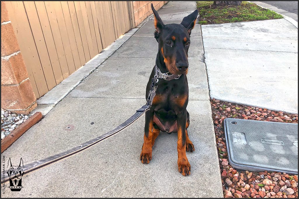 Taking Our Doberman Puppy Out on His First Walk - ATLAS' Den