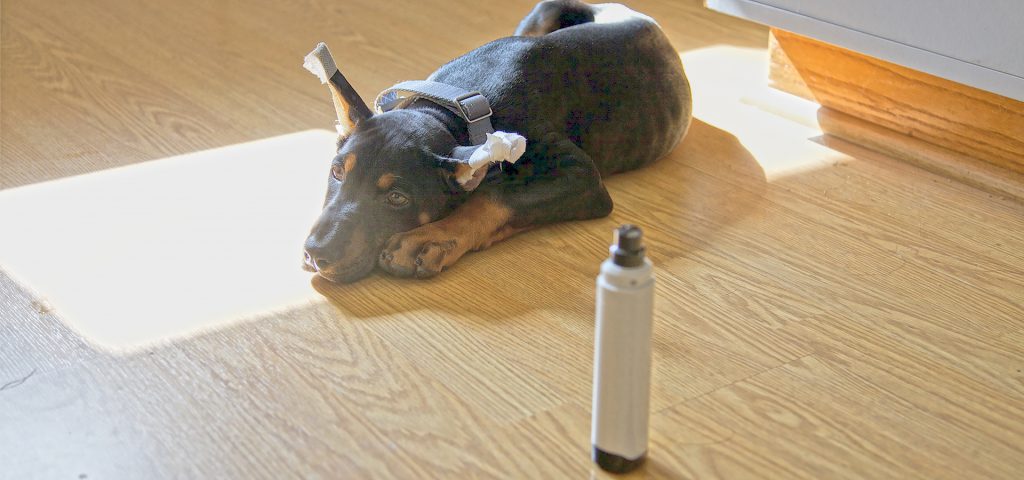 Trimming Your Doberman Puppy’s Nails – ATLAS' Den