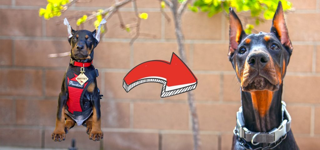 European Doberman Growth Chart – ATLAS' Den