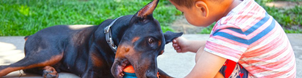 Are Dobermans Good With Children? – ATLAS' Den