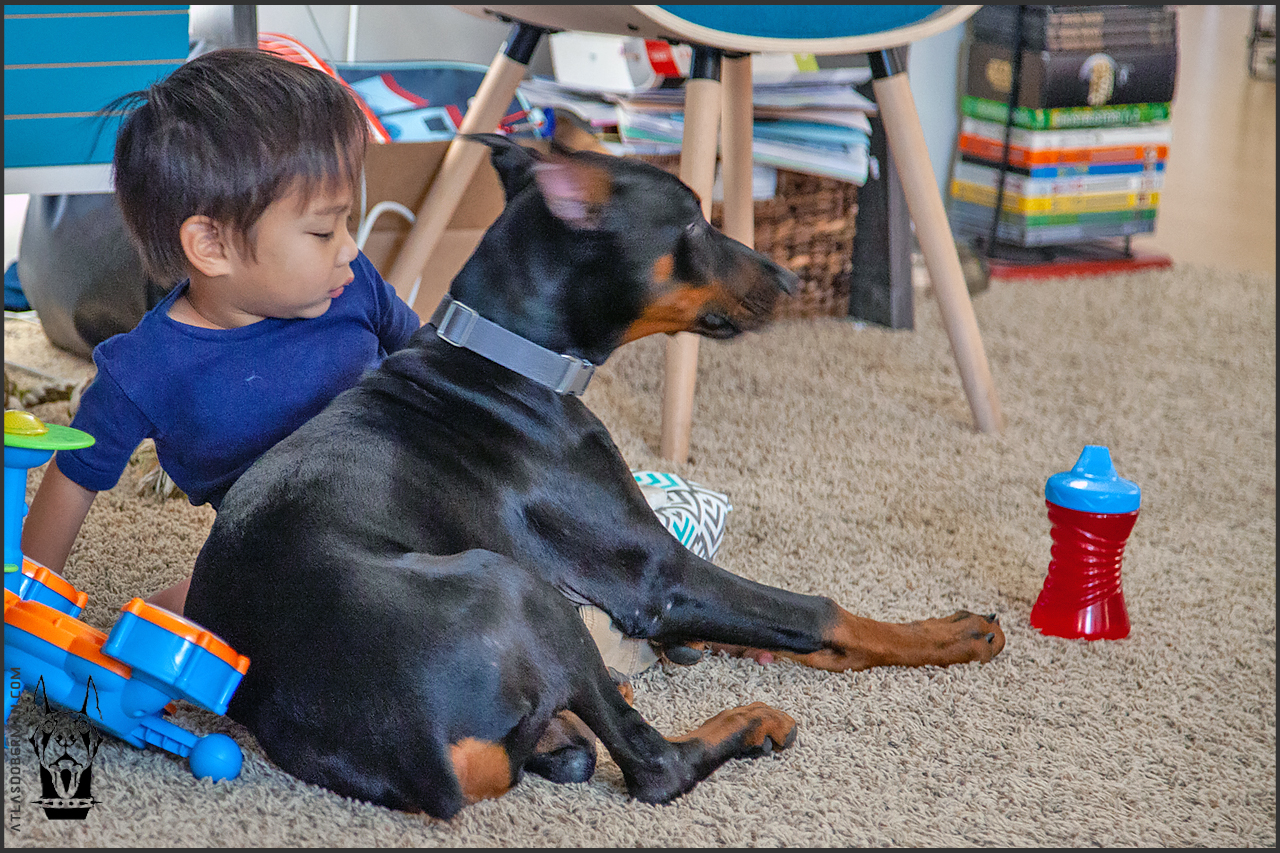Are Dobermans Good With Children? – ATLAS' Den