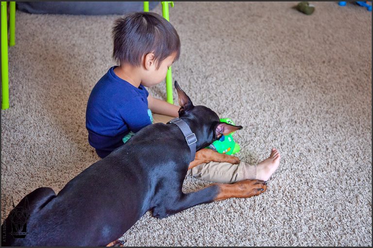 Are Dobermans Good With Children? – ATLAS' Den
