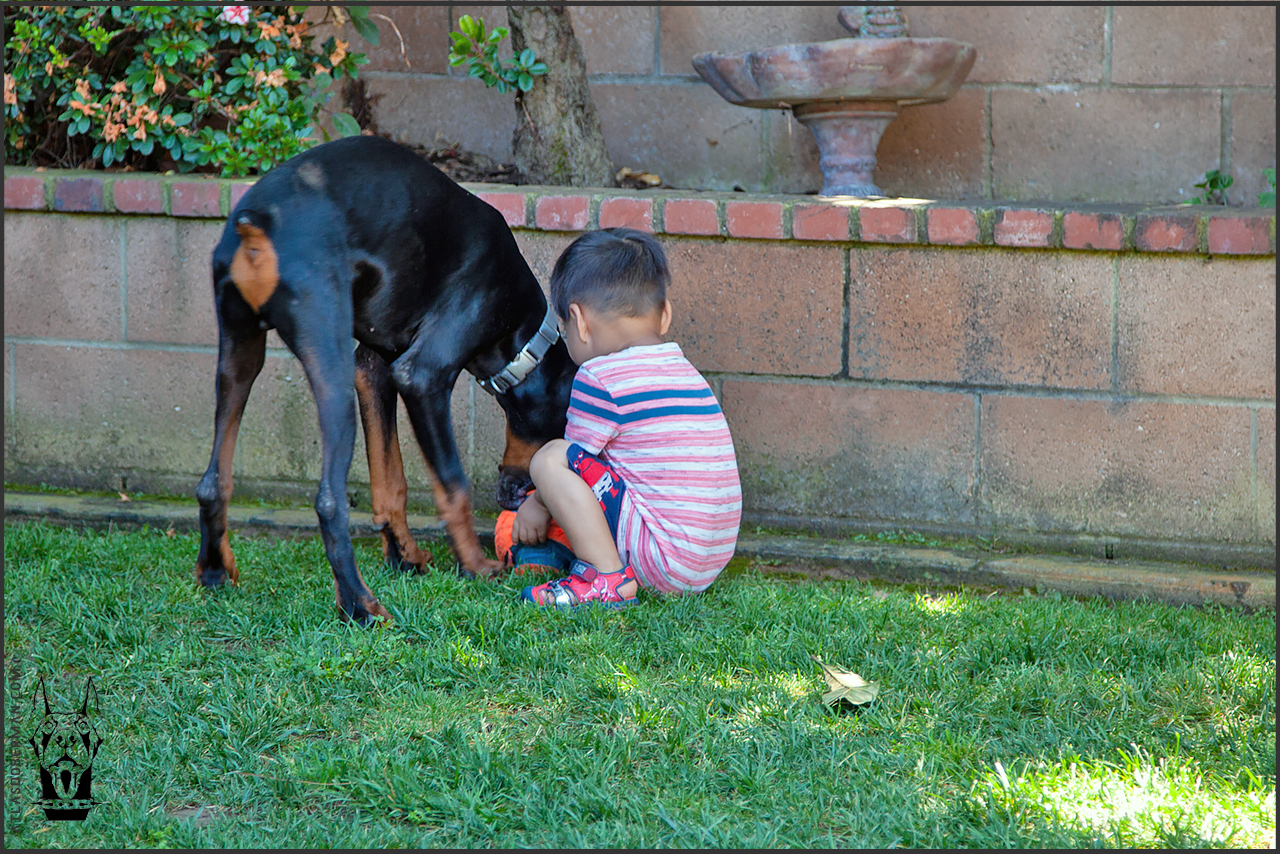 Are Dobermans Good With Children? – ATLAS' Den