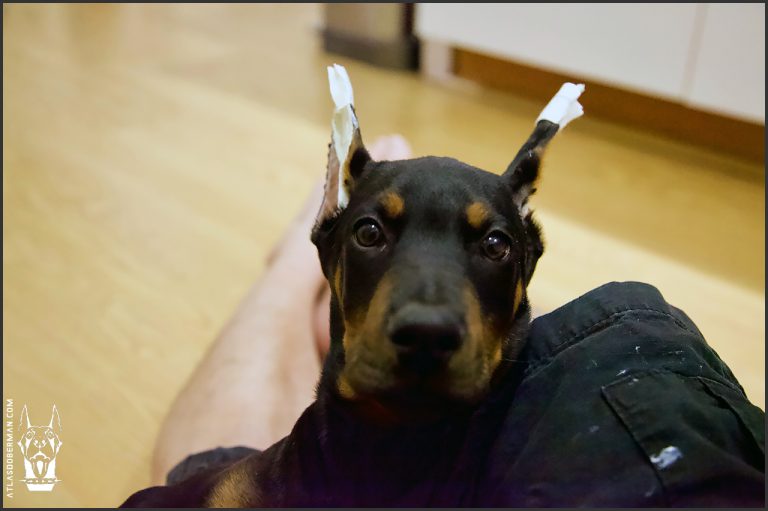 How to Post Your Doberman Puppy’s Ears – ATLAS' Den