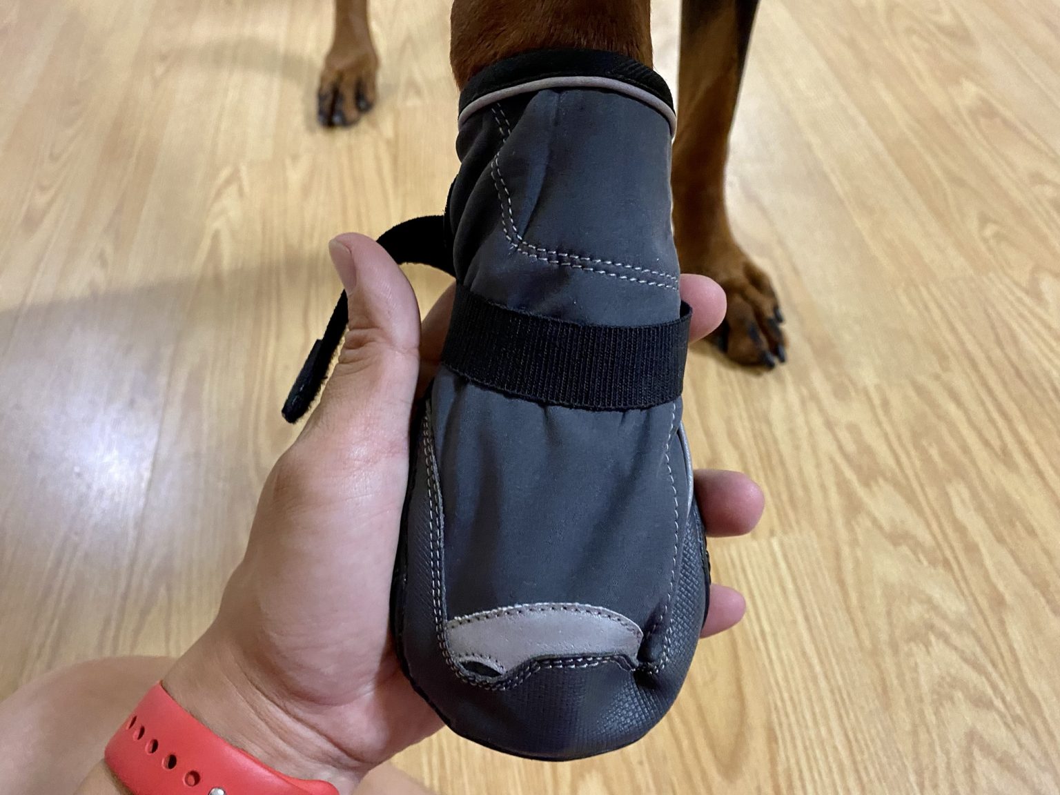 All About Dog Booties For Your Doberman – ATLAS' Den