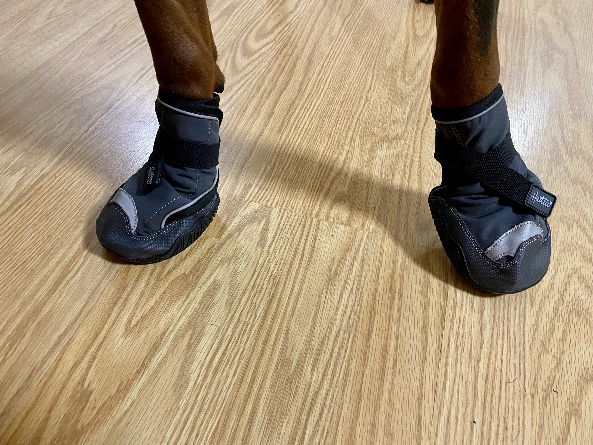 All About Dog Booties For Your Doberman – ATLAS' Den