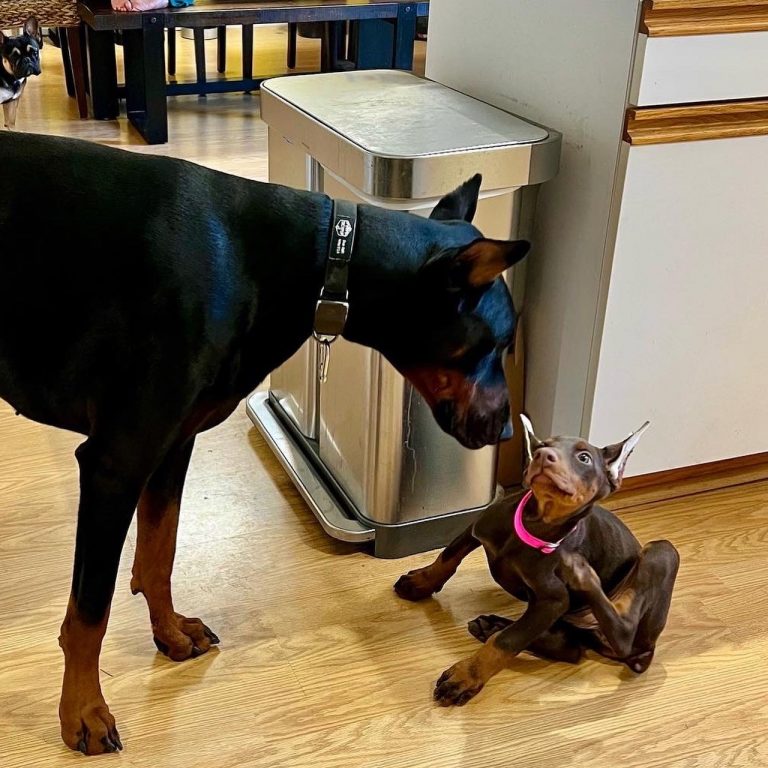 Meet Artemis, Our Red Female European Doberman! – ATLAS' Den